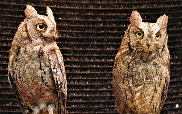 Autillo europeo (Otus scops) - Brinzal