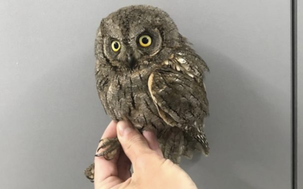 Autillo europeo en Brinzal