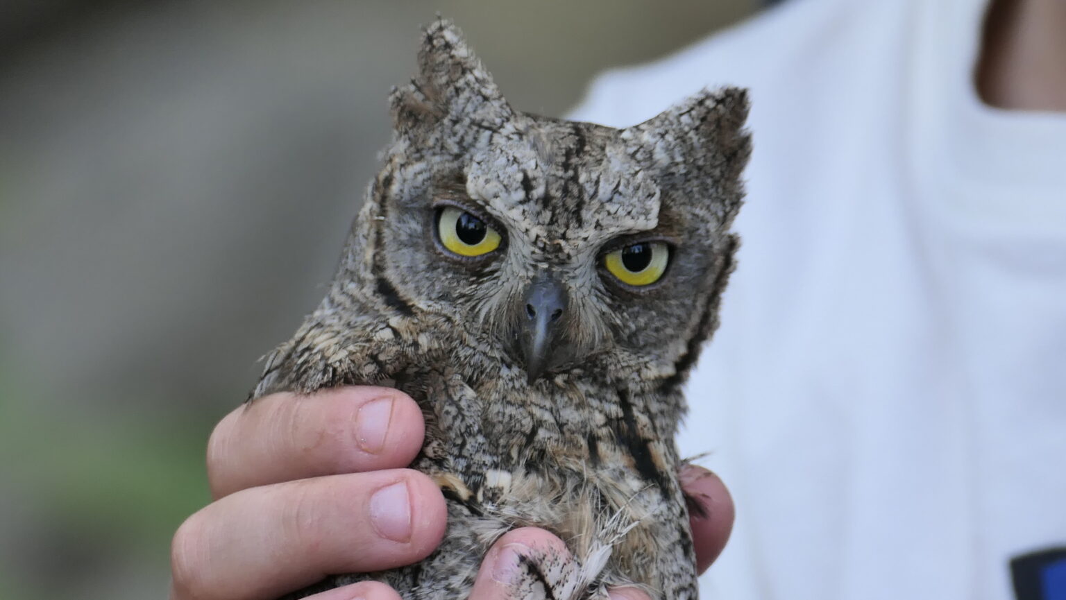 8 Curiosidades del autillo europeo - Brinzal