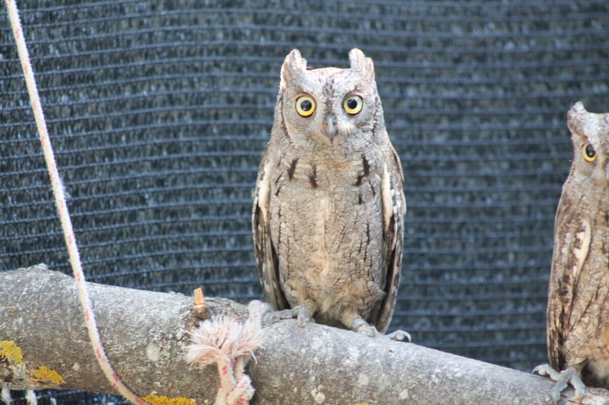 8 Curiosidades del autillo europeo - Brinzal