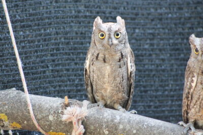 8 Curiosidades del autillo europeo - Brinzal