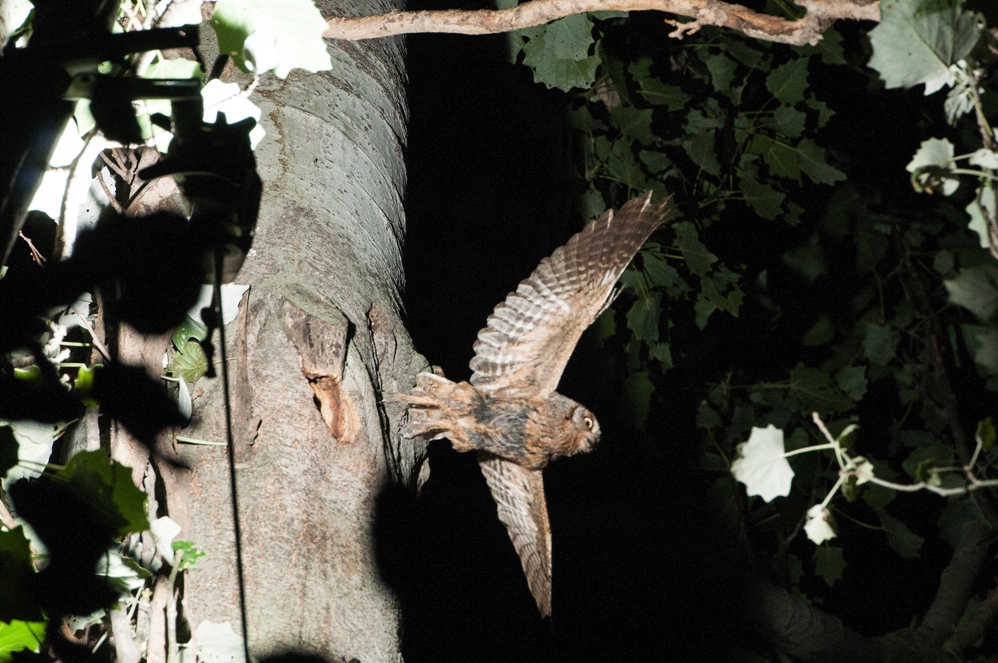 8 Curiosidades del autillo europeo - Brinzal
